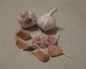 OG German White Garlic - Fraser Garlic