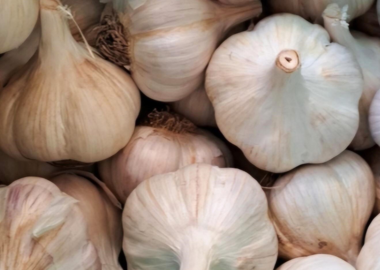 CNG Georgian Crystal - Fraser Garlic