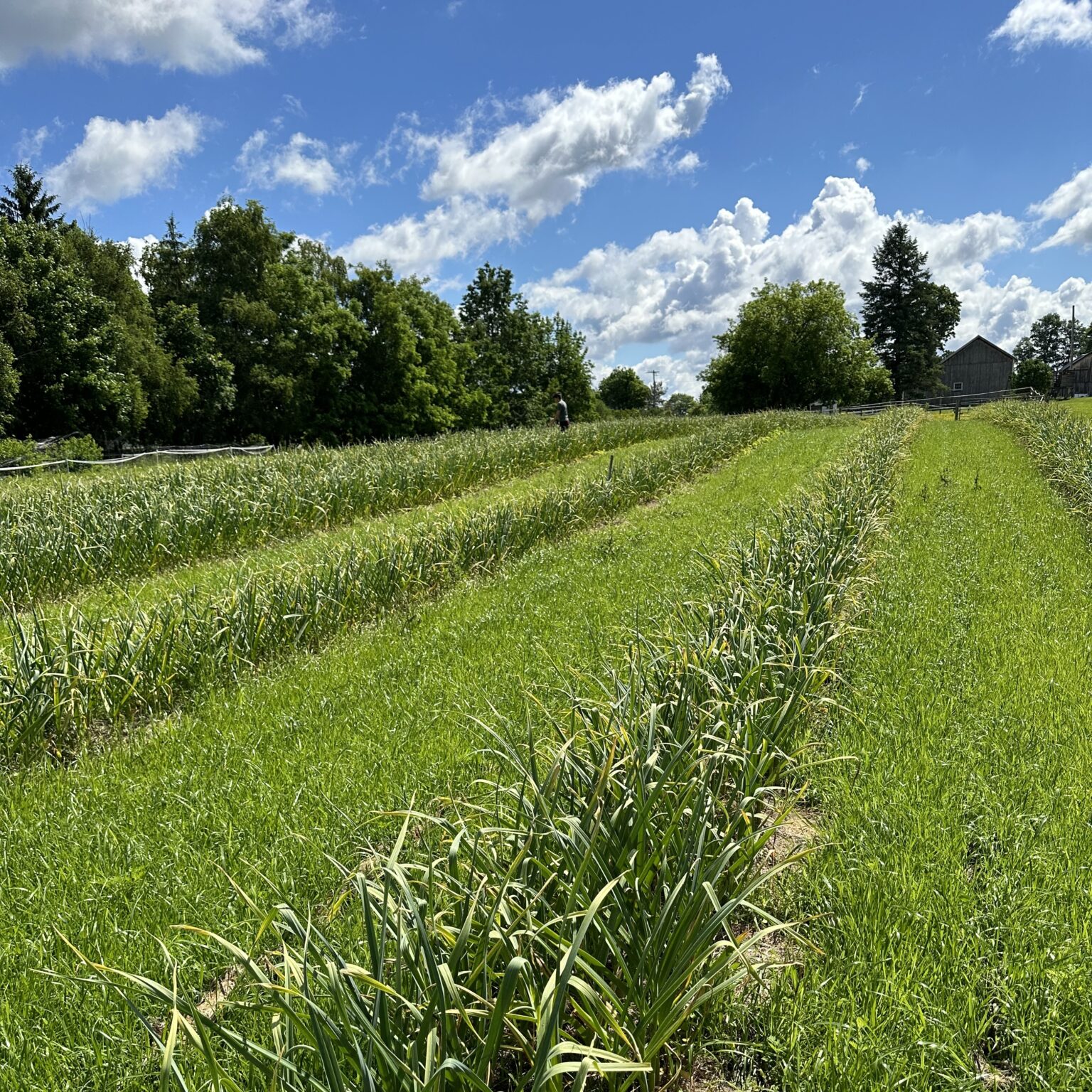 Natural Garlic Seed Stock For Sale: Garlic Farm in Churchville, NY ...